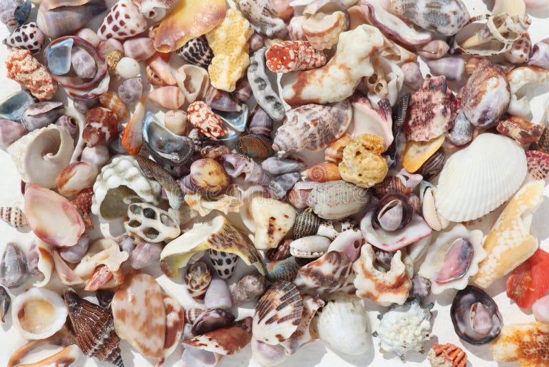 Background from Multi-colored Shells Mixed with Pieces of Coral. Stock ...