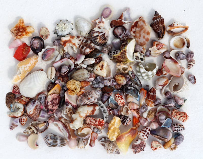 Background from Multi-colored Shells Mixed with Pieces of Coral. Stock ...