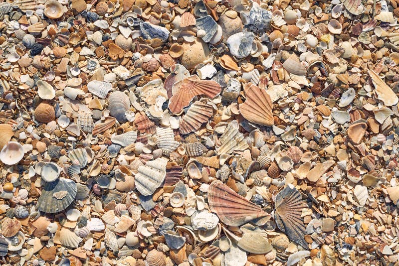 Background of Multi-colored Shells, Top View Stock Image - Image of ...