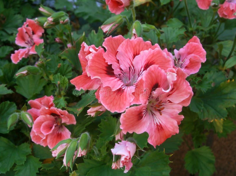 Background with Multi-flowered Pink Nutmeg, Geranium. Stock Image ...