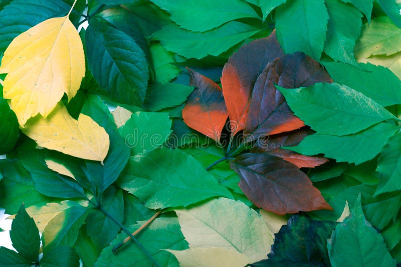 Background of Multicolor Leaves Stock Photo - Image of decor, group ...
