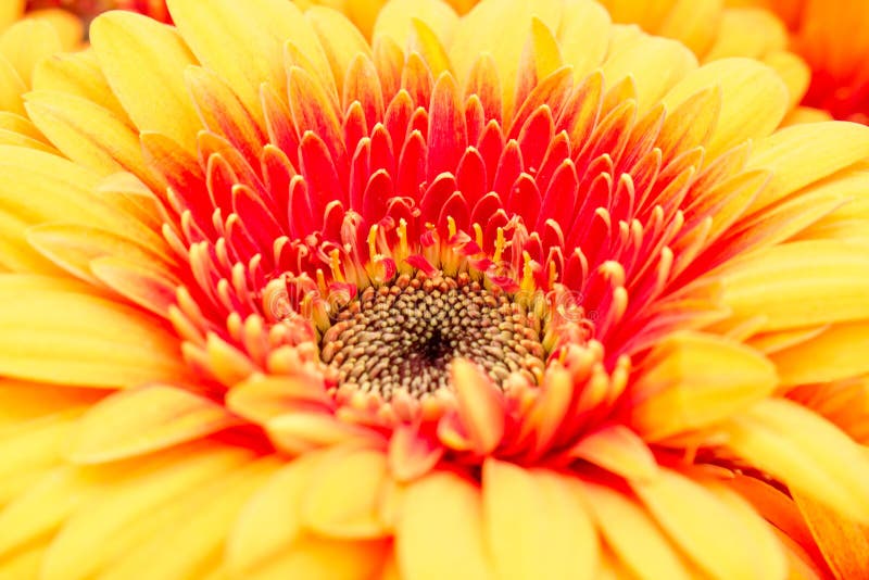 Orange Bright Gerbera, Closeup, Macro Stock Photo - Image of beautiful ...