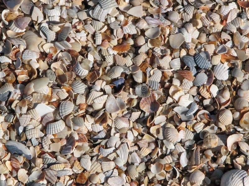 Background of Multicolored Seashells Stock Image - Image of small ...