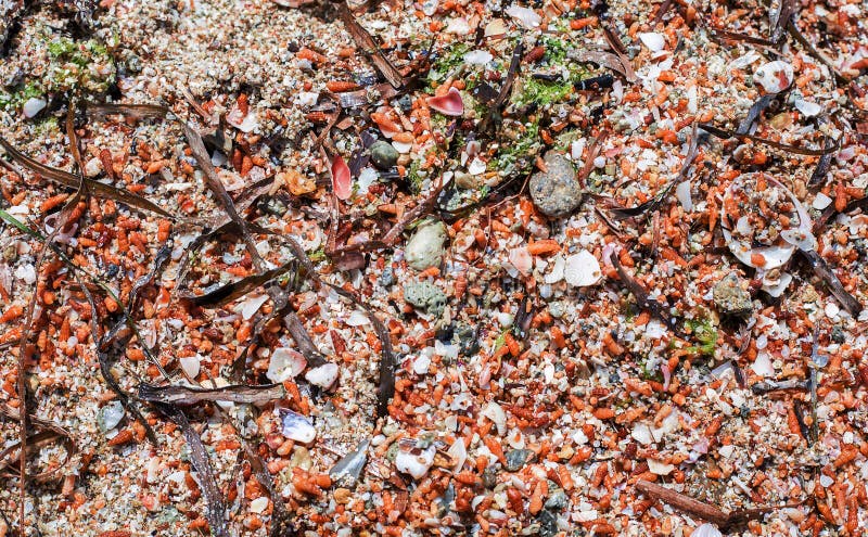 Texture of small shells stock photo. Image of shellfish - 123824436