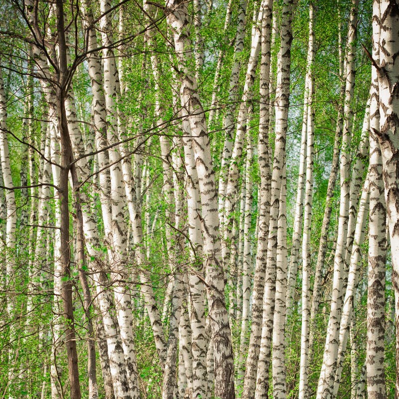Background from a Multitude of Birch Trunks Stock Photo - Image of ...