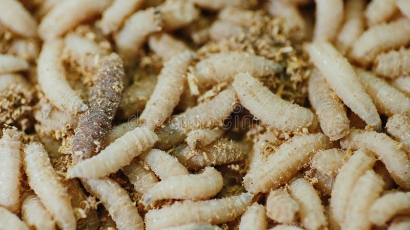 Background of a Multitude of White Maggots, Phobia and Fears Concept ...