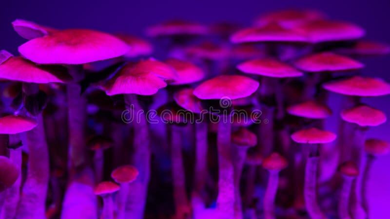 Psilocybin mushrooms stock photo. Image of growing, hallucinogen ...