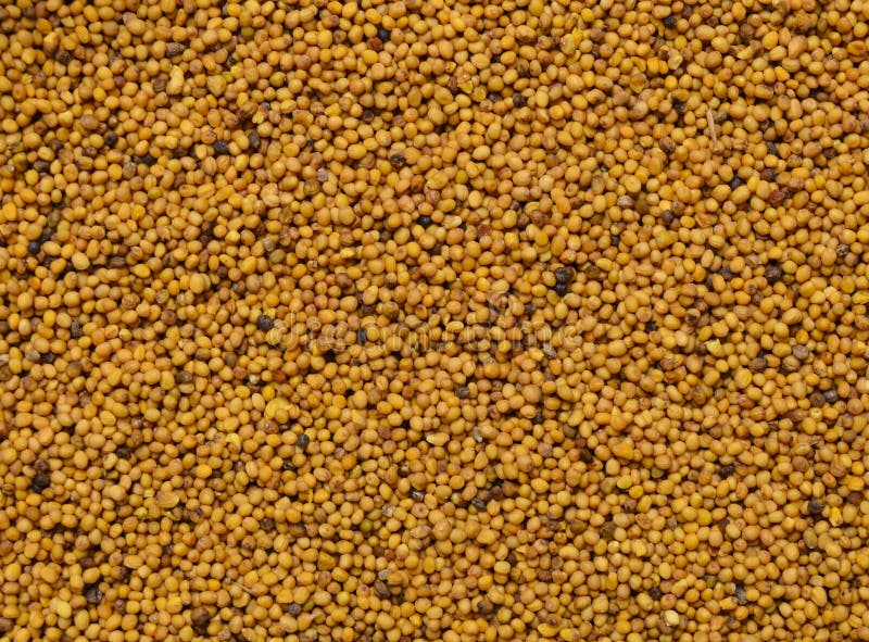Background of Mustard Seeds Stock Photo - Image of natural, cooking ...
