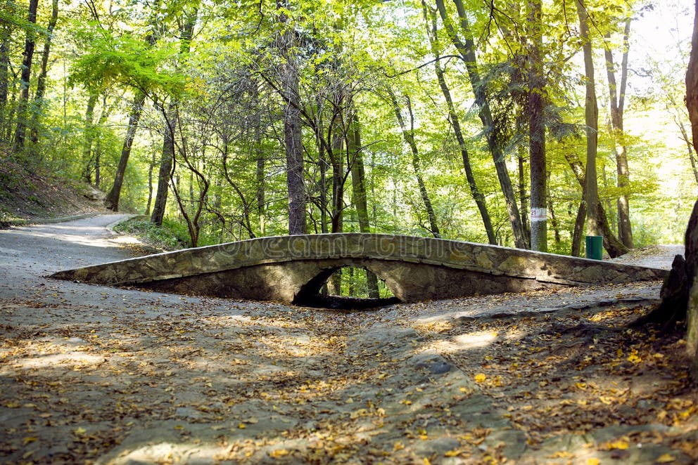 Background National Forest Park, Bridge in Forest Stock Image - Image ...