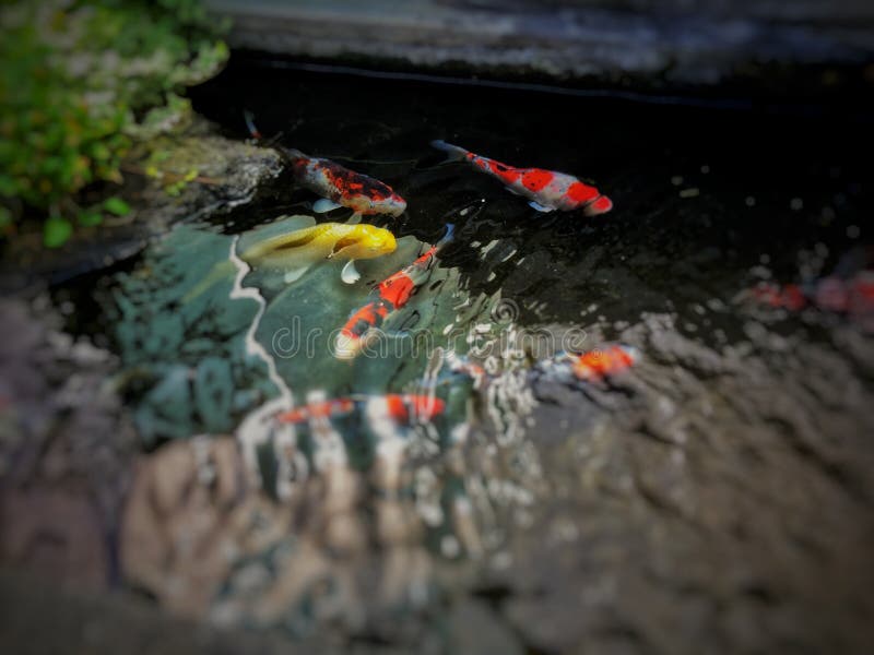 Background Natural of the Fish Koi Stock Photo - Image of yellow ...