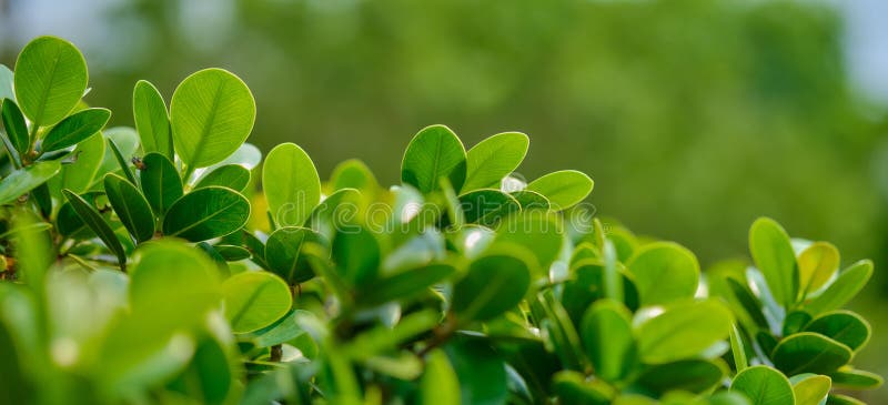 Background Natural, Green Ecology Leaf Greenery, Clean Plant Stock ...