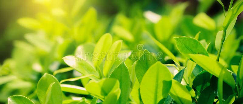 Background Natural, Green Ecology Leaf Greenery, Clean Plant Stock ...