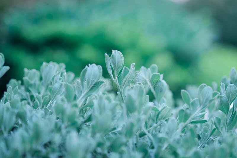 Background Natural, Green Ecology Leaf Greenery, Clean Plant Stock ...