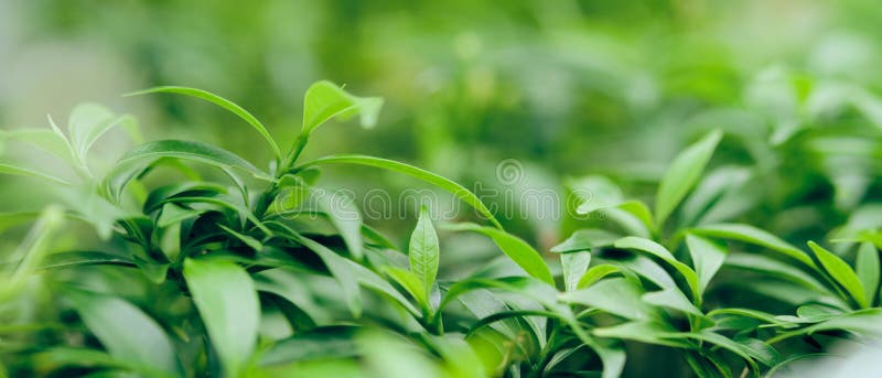 Background Natural, Green Ecology Leaf Greenery, Clean Plant Stock ...