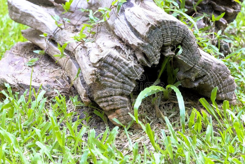 Background with Natural Green Grass, Old Log Texture, Stock Image ...