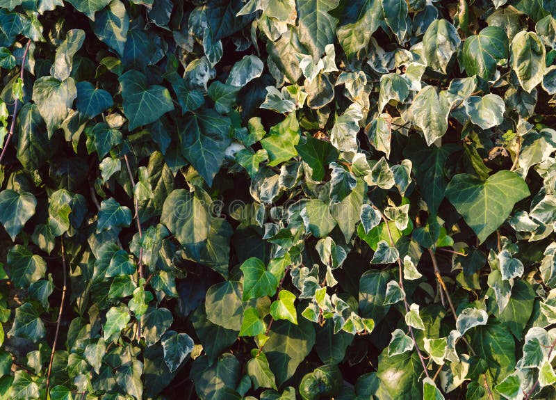 Background of Natural Ivy Leaves Stock Image - Image of field, botanic ...