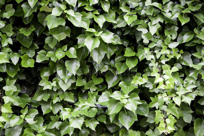 Natural leaves background stock image. Image of light - 184248985