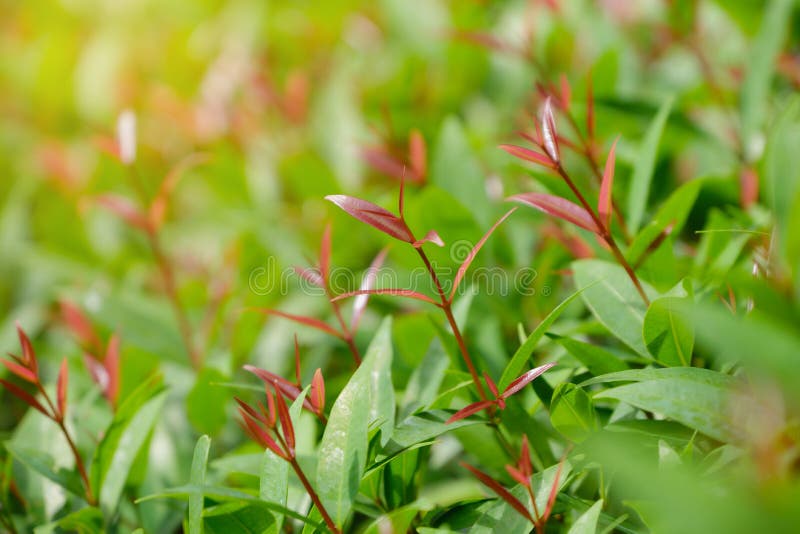 Background Natural, Red Leaf Nature Stock Photo - Image of ecology ...