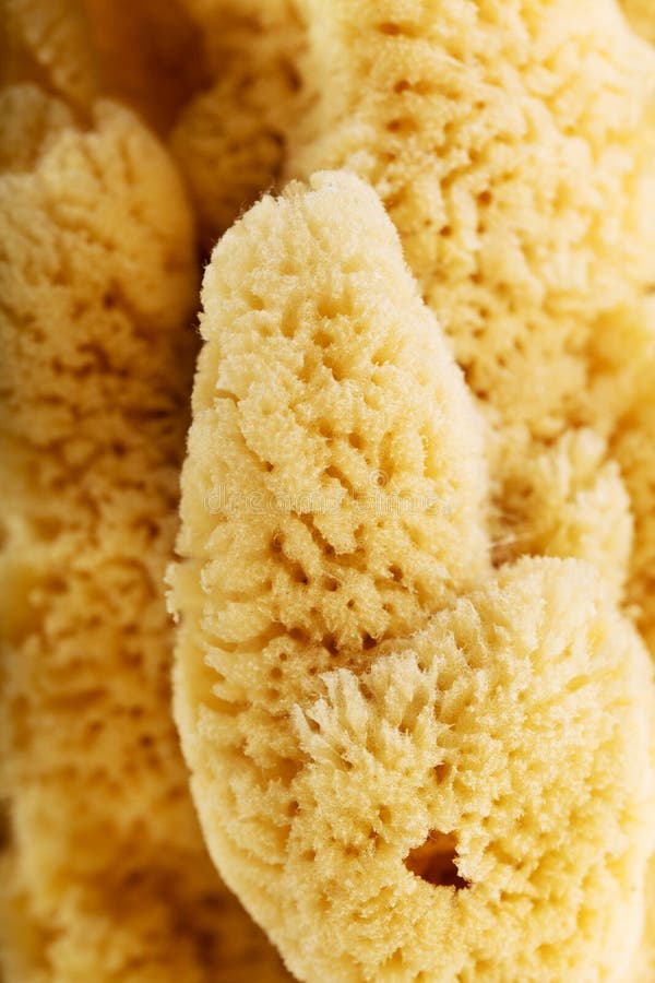 Background of Natural Sea Sponge Stock Image - Image of color, ocean ...