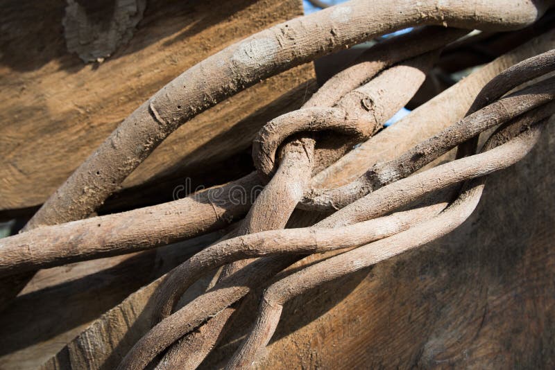 Background of Natural Tangle Branches. Textured Stock Image - Image of ...