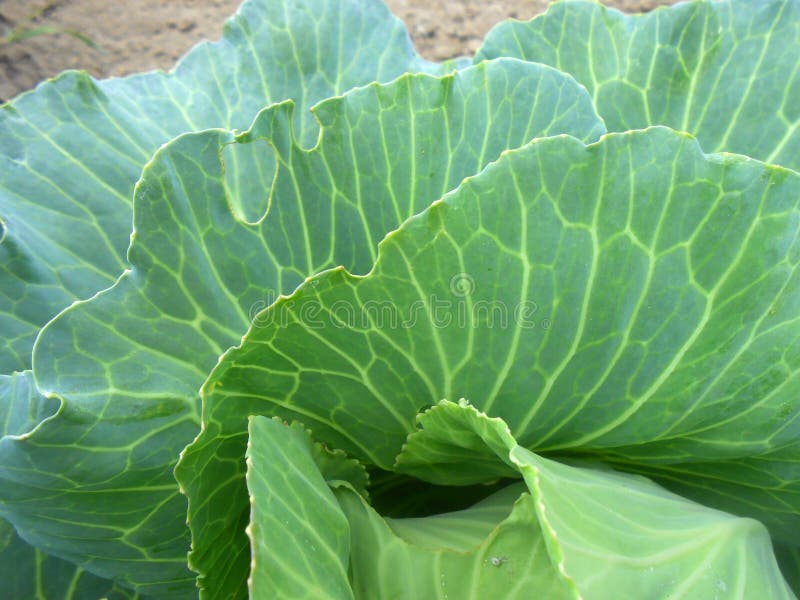 Background with Texture Cabbage Leaf Stock Image - Image of closeup ...