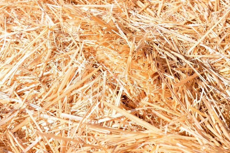 Background the Natural Texture of Dry Straw Stock Image - Image of ...
