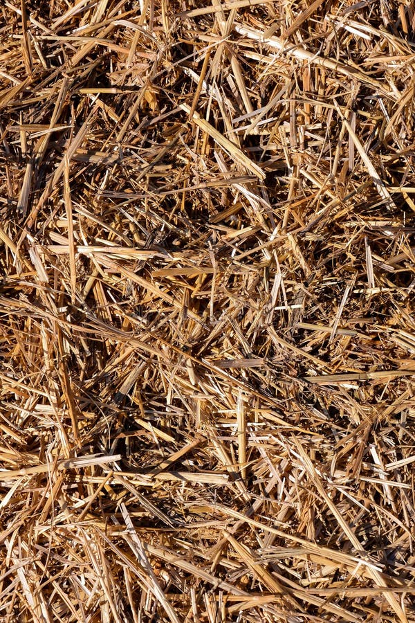 Background the Natural Texture of Dry Straw Stock Photo - Image of ...