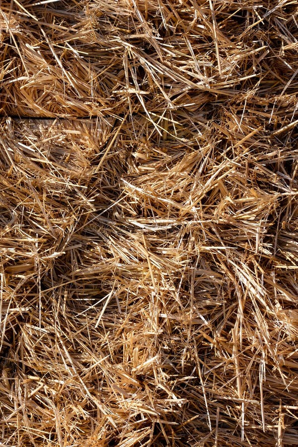 Background the Natural Texture of Dry Straw Stock Image - Image of ...