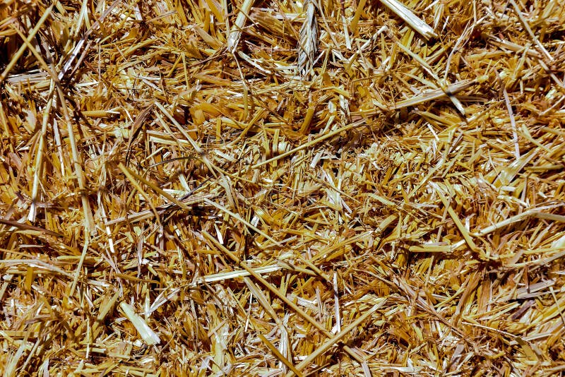 Background the Natural Texture of Dry Straw Stock Image - Image of ...