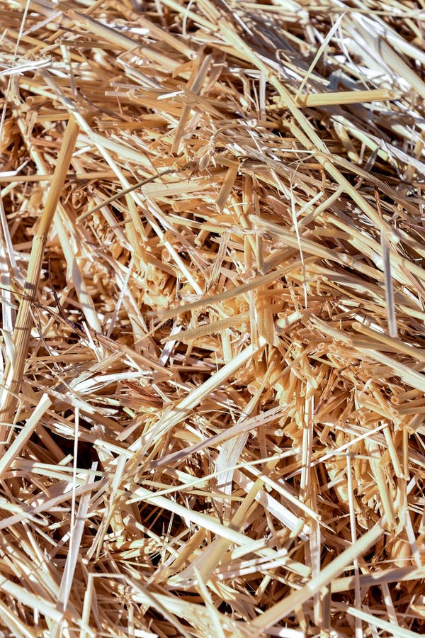 Background the Natural Texture of Dry Straw Stock Image - Image of ...