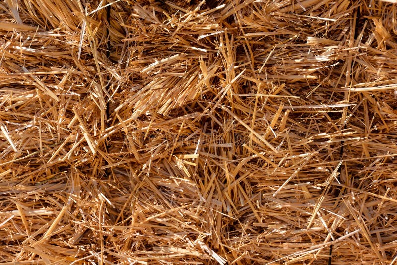 Background the Natural Texture of Dry Straw Stock Image - Image of ...