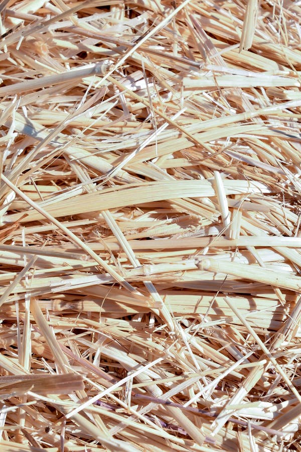 Background the Natural Texture of Dry Straw Stock Image - Image of ...