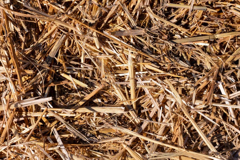 Background the Natural Texture of Dry Straw Stock Photo - Image of farm ...