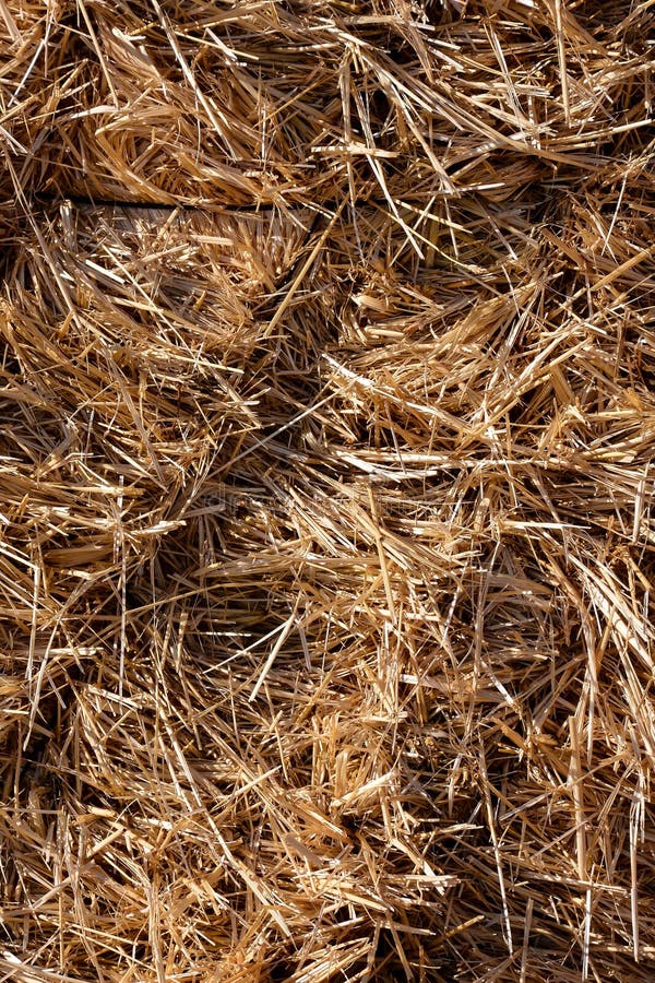 Background the Natural Texture of Dry Straw Stock Photo - Image of ...
