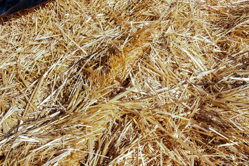 Background the Natural Texture of Dry Straw Stock Image - Image of ...