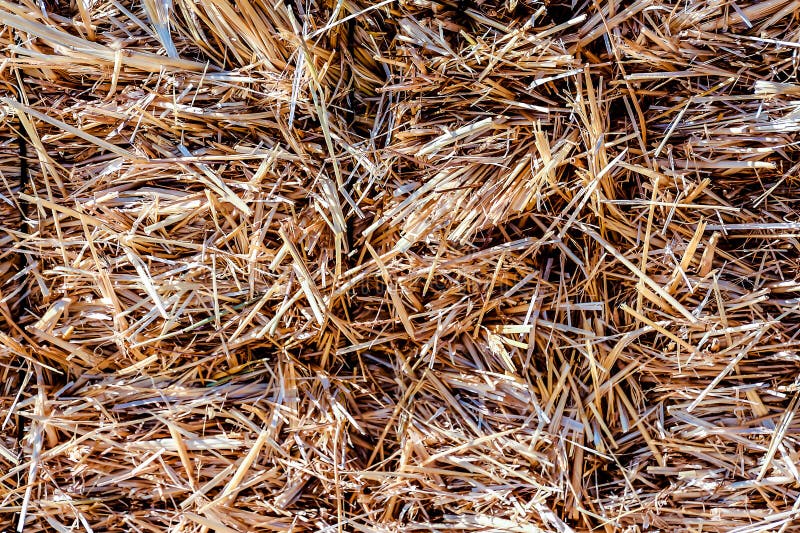 Background the Natural Texture of Dry Straw Stock Image - Image of bale ...