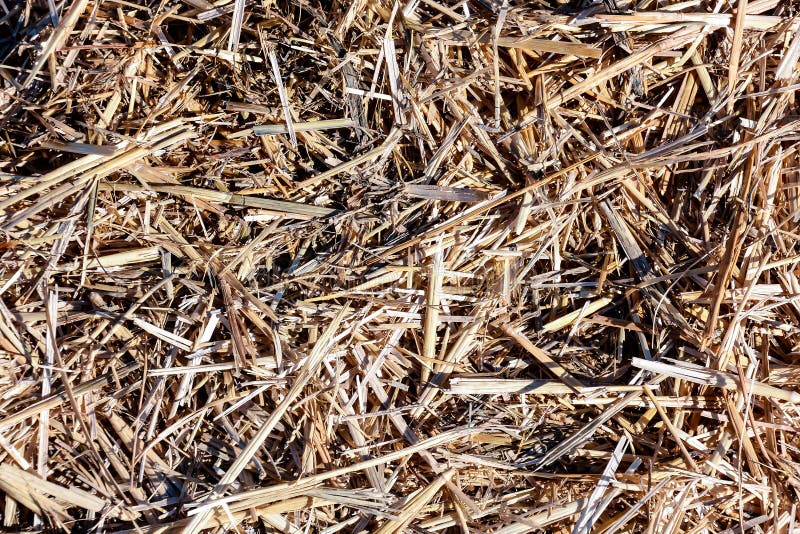 Background the Natural Texture of Dry Straw Stock Photo - Image of ...