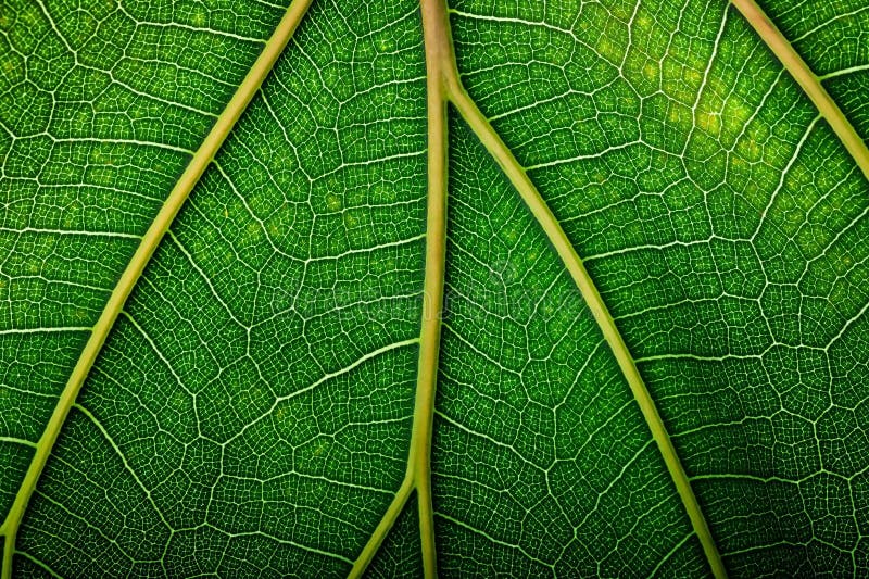 Background Natural Texture Green Foliage, Leaf Macro Structure Stock ...