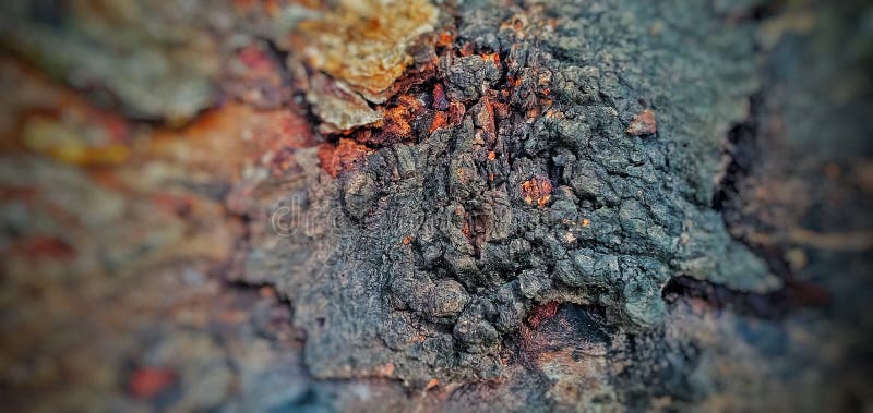 Background Natural of Weathered Bark Texture Stock Photo - Image of ...