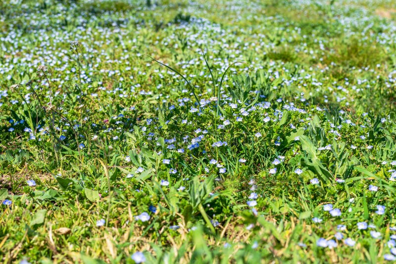 Background of Violets in Spring. Stock Photo - Image of catalunya ...