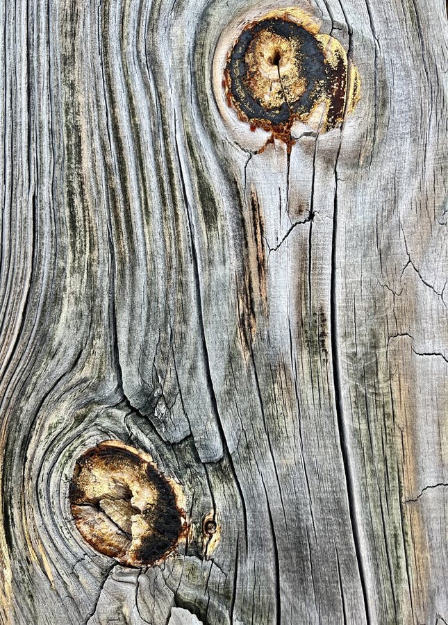 Wood Knots stock photo. Image of hard, pattern, timber - 253670178