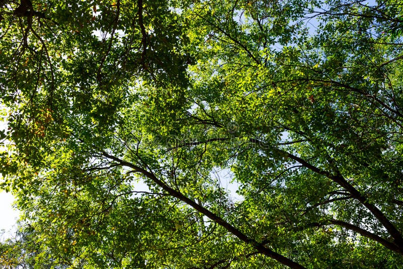 Background of nature stock image. Image of beautiful - 141080763