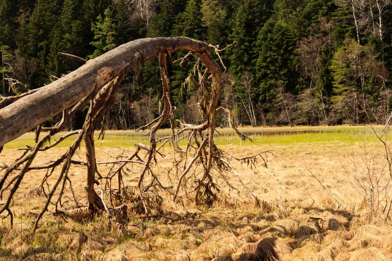 Background of Nature and Fallen Dry Wood Stock Photo - Image of outdoor ...