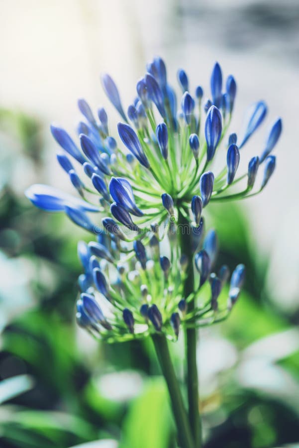 Background Nature Flower. Garden Flowers. Blue Flowers Stock Image ...
