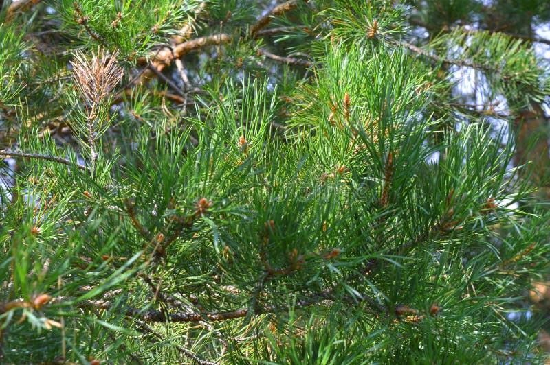 Green Twig Background Nature Stock Image - Image of needle, spruce ...