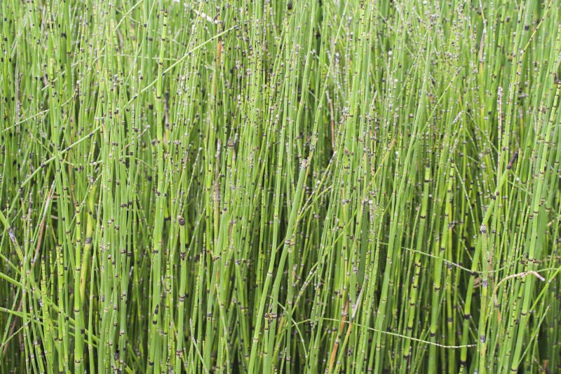 Background Nature Little Trees in Garden Stock Image - Image of blossom ...