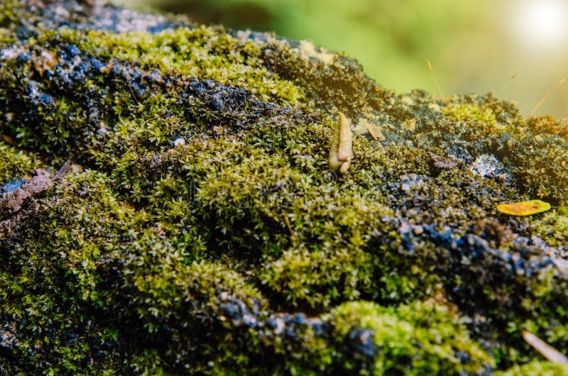 Background of Nature with Moss and Fern on the Bark Stock Image - Image ...