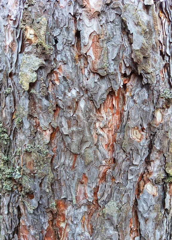 Background Nature. Pine Tree Bark. Nature Texture. Abstract Nature ...
