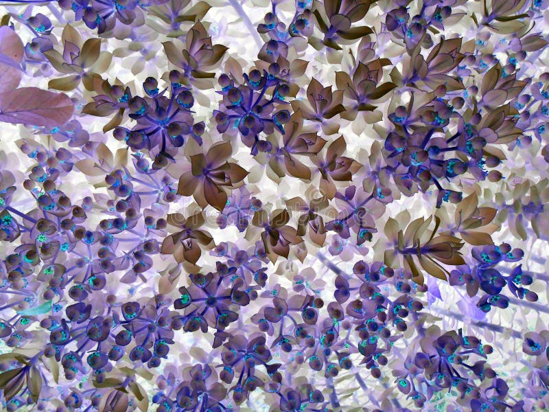 Nature Plants Texture - Inversion Stock Photo - Image of natural ...