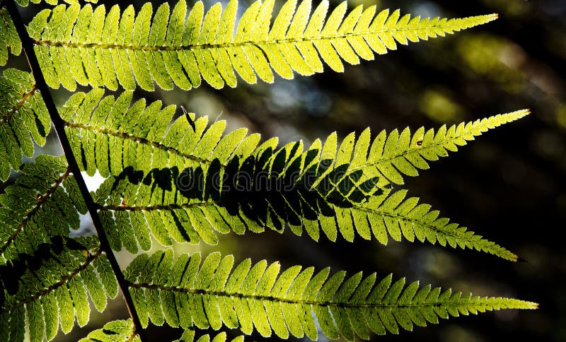 Two ferns intersecting stock image. Image of shade, leaves - 28777759